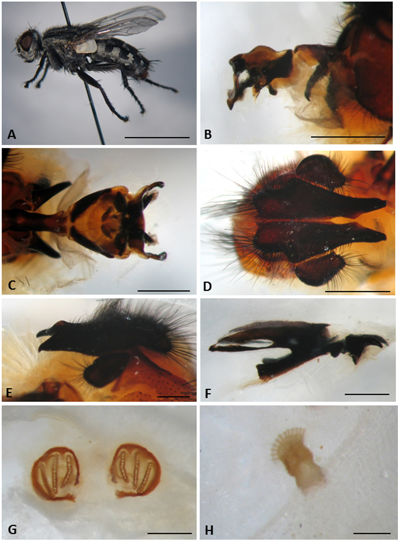 The Flesh Fly Sarcophaga (Liopygia) crassipalpis Macquart 1839 as an ...